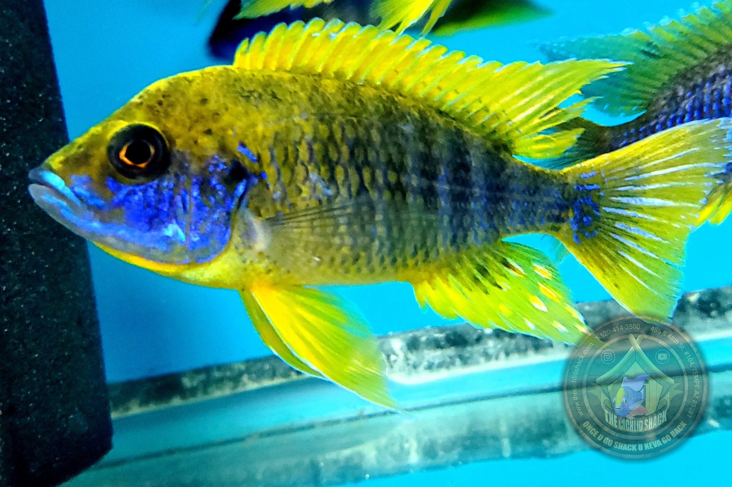 Lemon Jake Peacock The Cichlid Shack