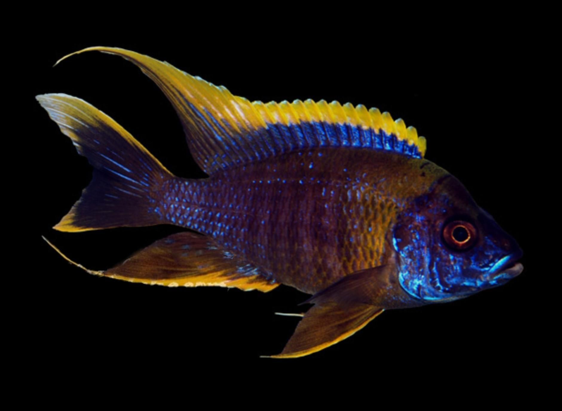 Red Top Lwanda Peacock The Cichlid Shack