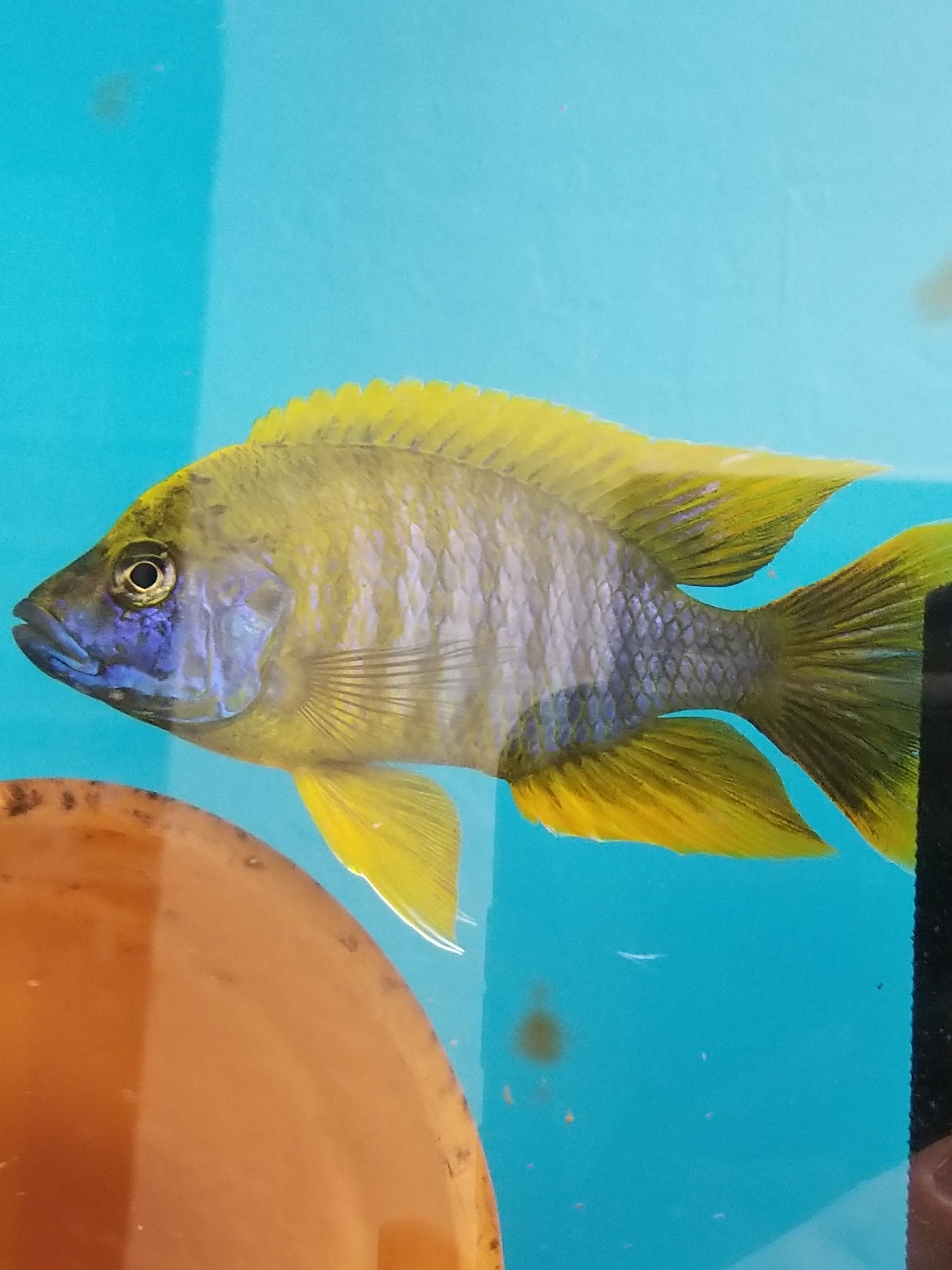 LEMON JAKE The Cichlid Shack LEMON JAKE The Cichlid Shack